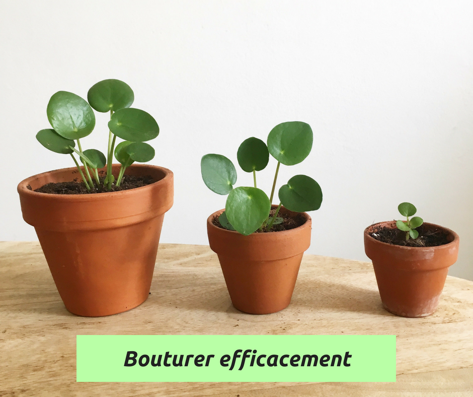 Produire de nouvelles plantes avec des boutures en 10 étapes faciles ...