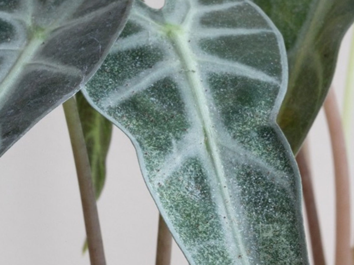 Comment identifier et éliminer les tétranyques - Folia Design