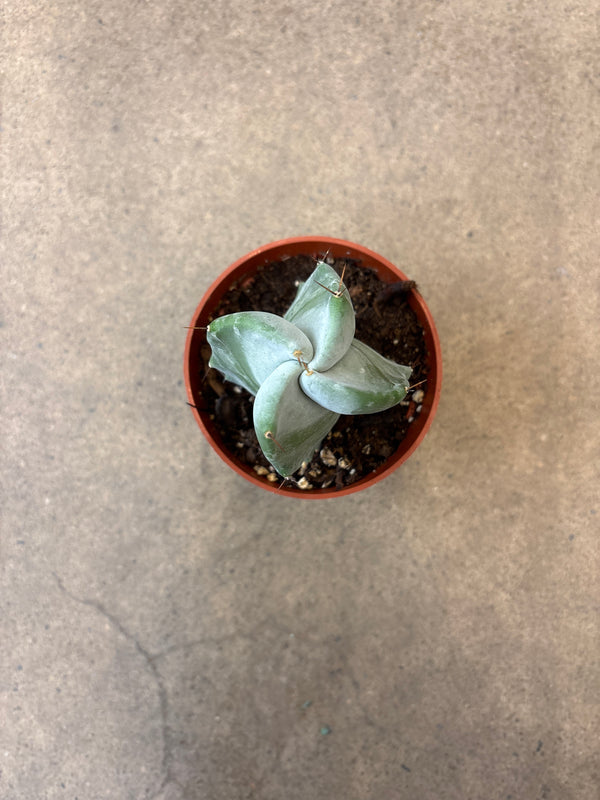 Stenocereus - Folia Design