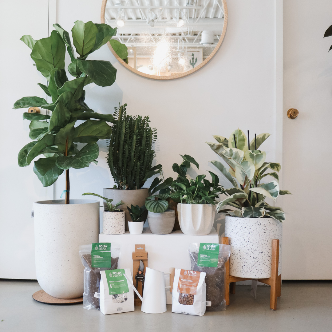 Folia Design : Le spécialiste en plantes d'intérieur à Québec