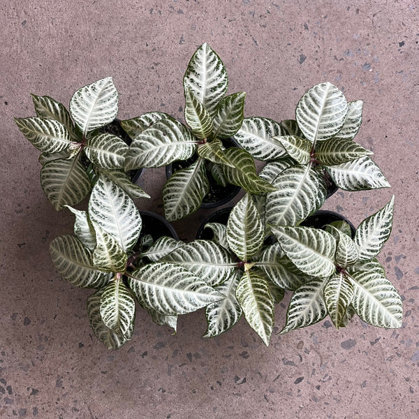 Aphelandra « Snowflake » - Folia Design