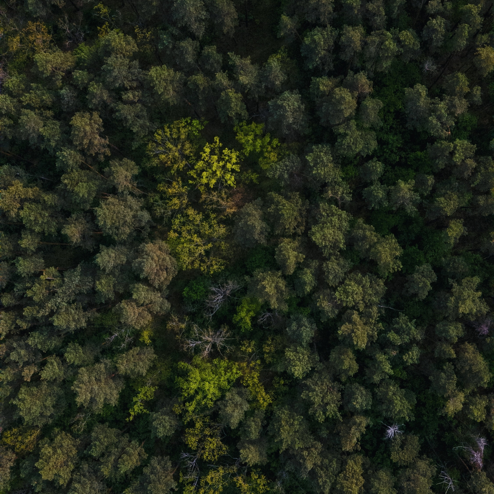 Mousse préservée - Folia Design