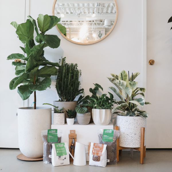 Comment identifier et éliminer les tétranyques - Folia Design