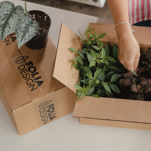 Comment identifier et éliminer les tétranyques - Folia Design