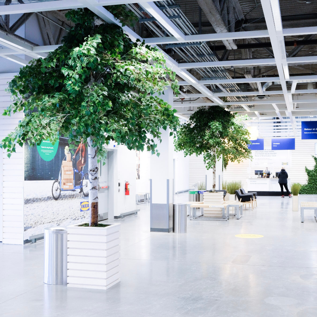 Folia Design : Le spécialiste en plantes d'intérieur à Québec