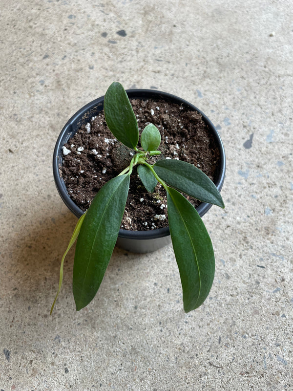 Anthurium Wendlingeri - Folia Design
