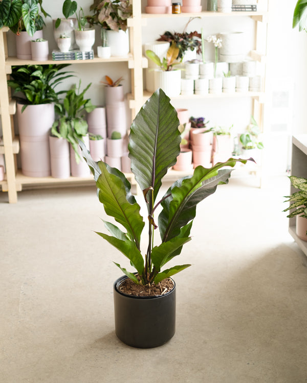 Anthurium Red Bird - Folia Design