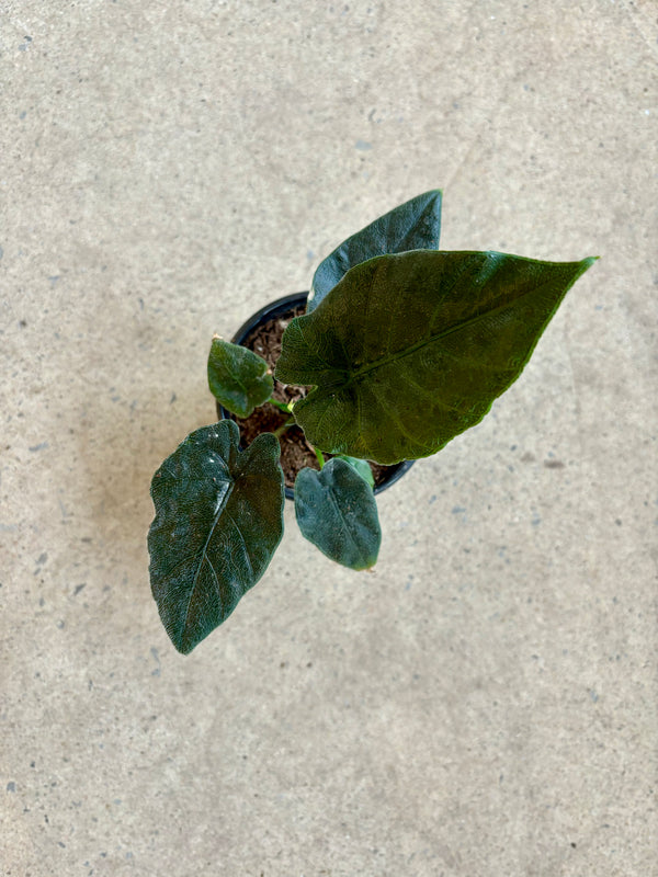 Alocasia Antoro Velvet - Folia Design