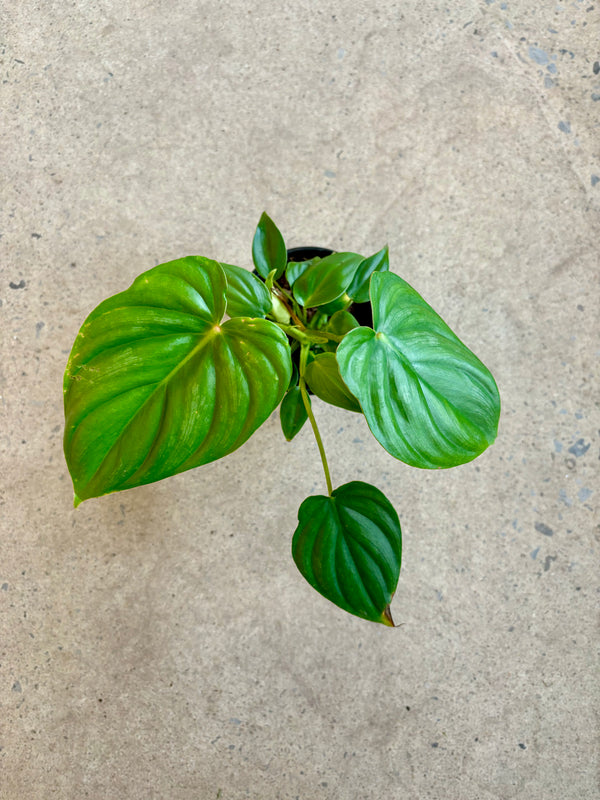 Philodendron Pellatum - Folia Design