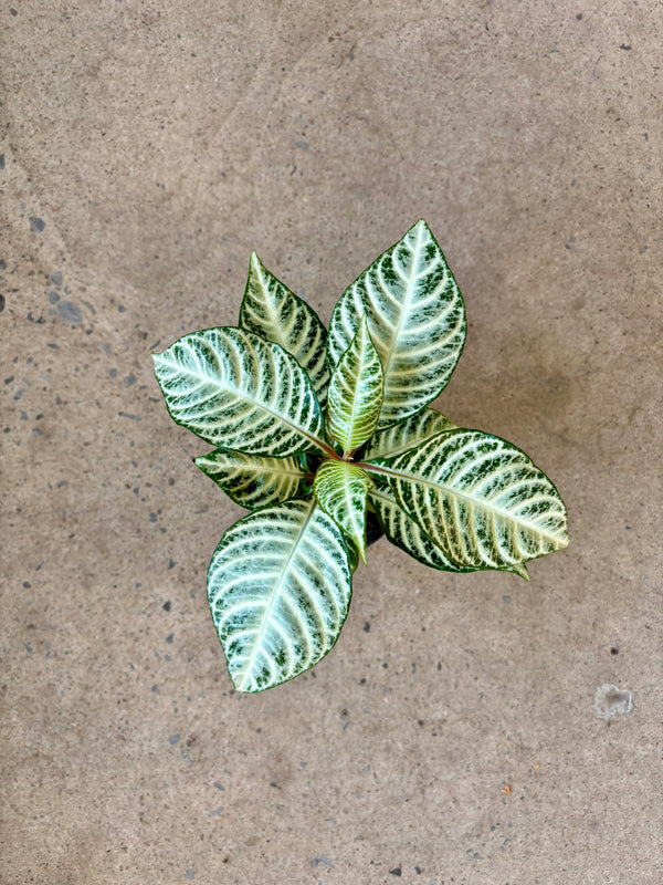 Aphelandra « Snowflake » - Folia Design