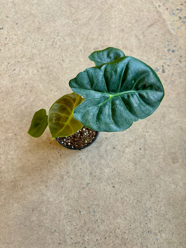 Alocasia Golden Bone - Folia Design