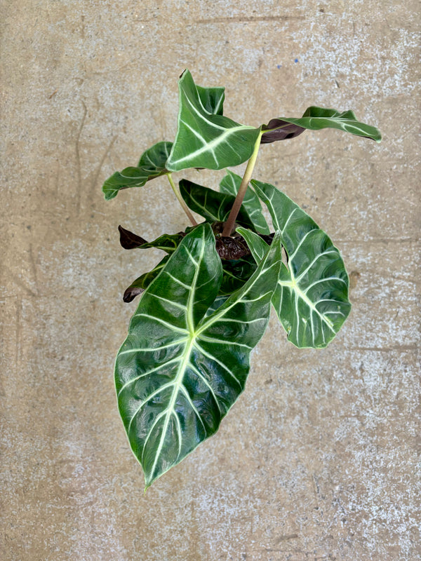 Alocasia « Morocco » - Folia Design