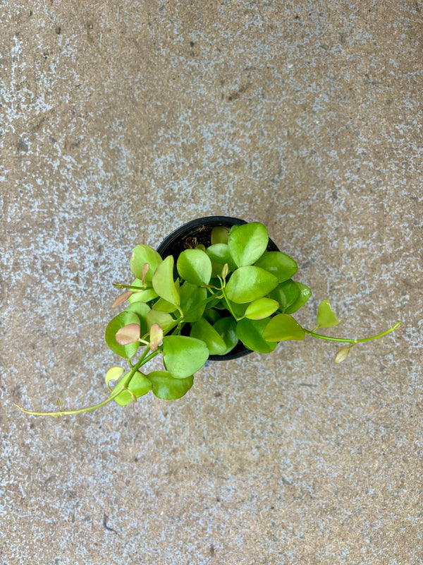 Dischidia Oiantha - Folia Design