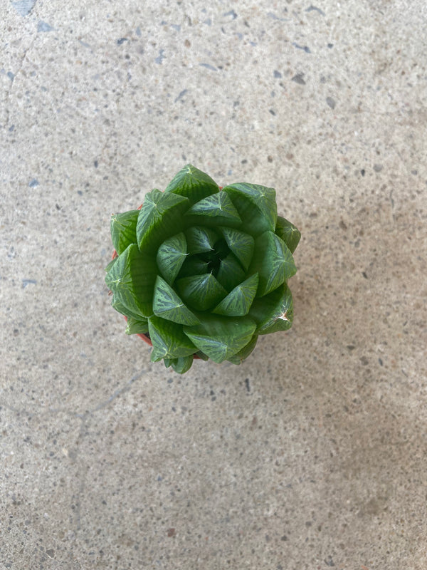 Haworthia Cooperi - Folia Design