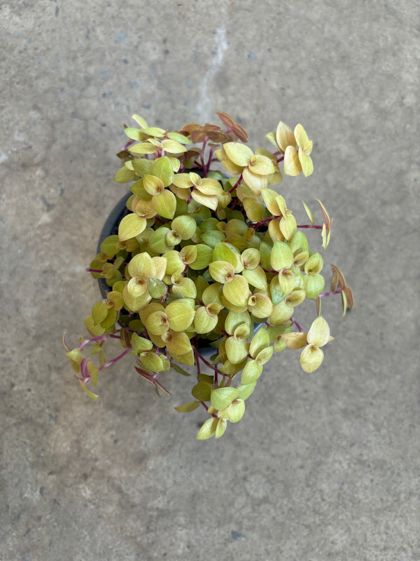 Callisia Golden - Folia Design