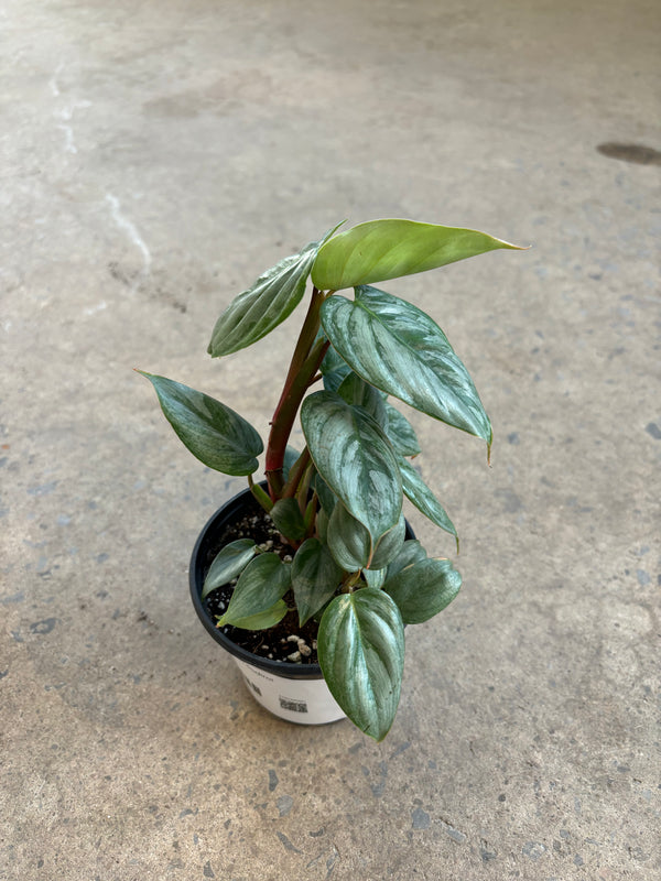 Philodendron Sodiroi - Folia Design