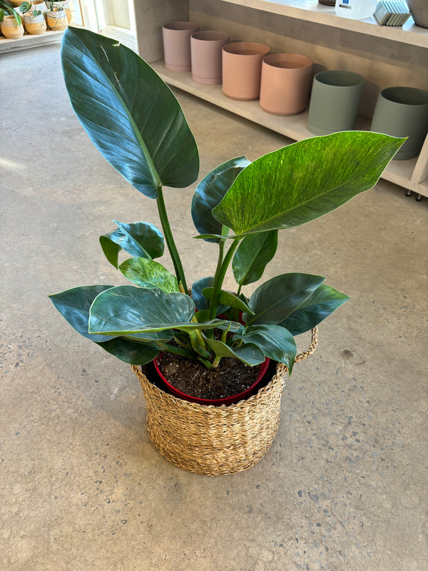 Philodendron Congo Vert - Folia Design