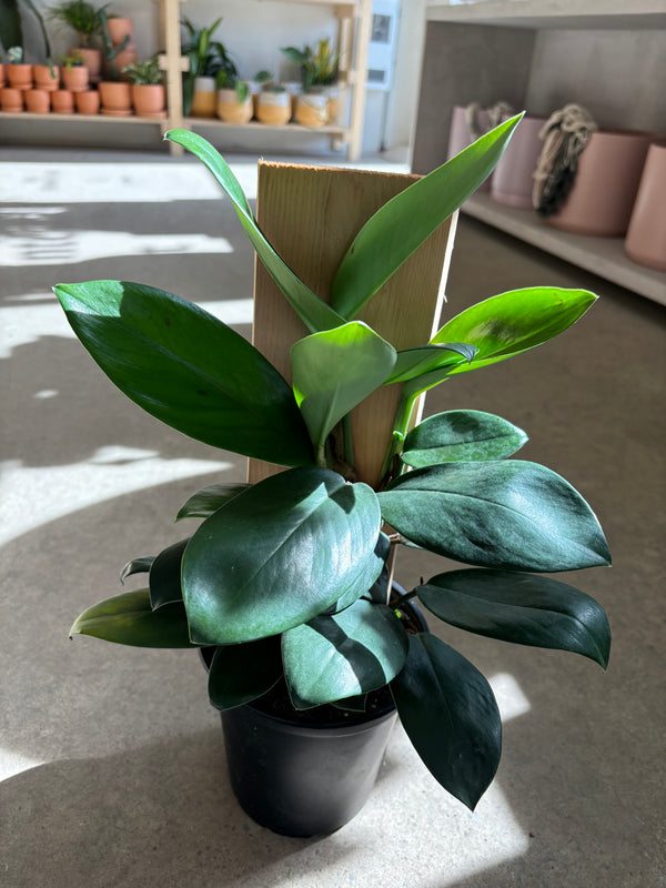 Rhaphidophora Maingayi - Folia Design