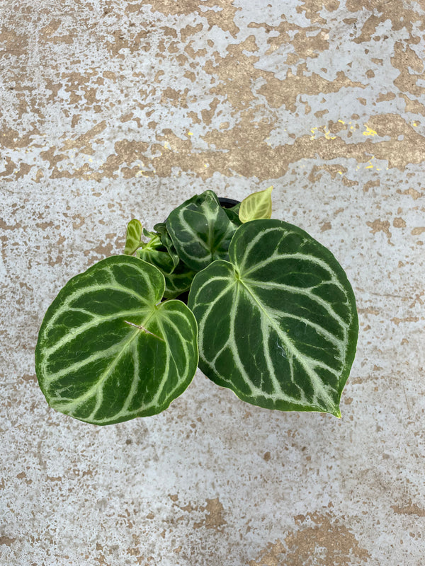 Anthurium Dorayaki - Folia Design
