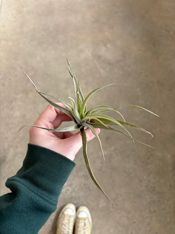 Tillandsia Capitata Peach - Folia Design