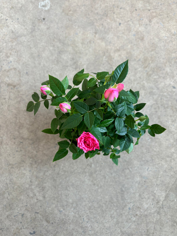 Rosier miniature - Folia Design