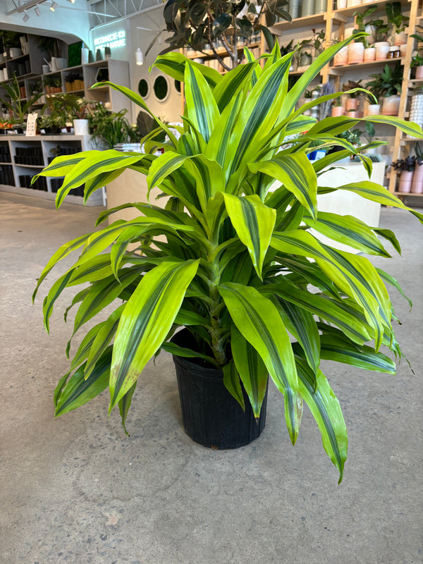Dracaena Kristi - Folia Design