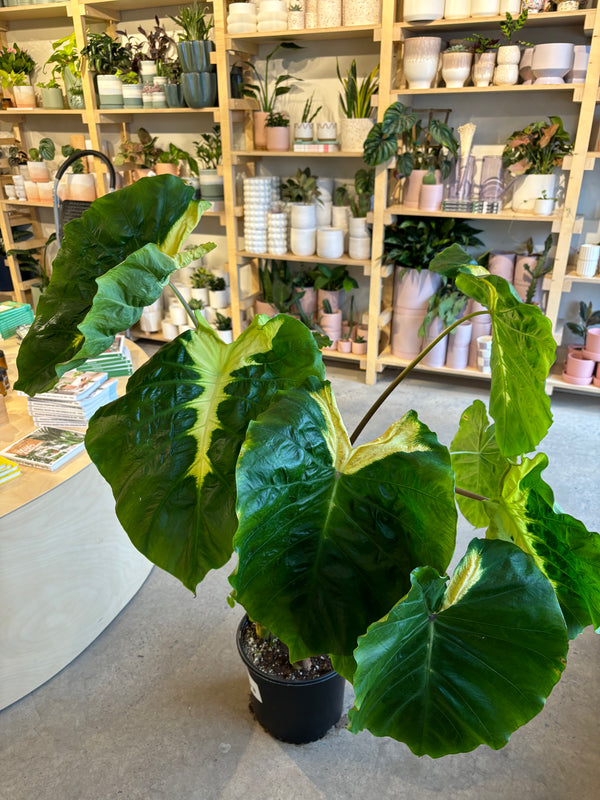 Colocasia « White Lava » - Folia Design