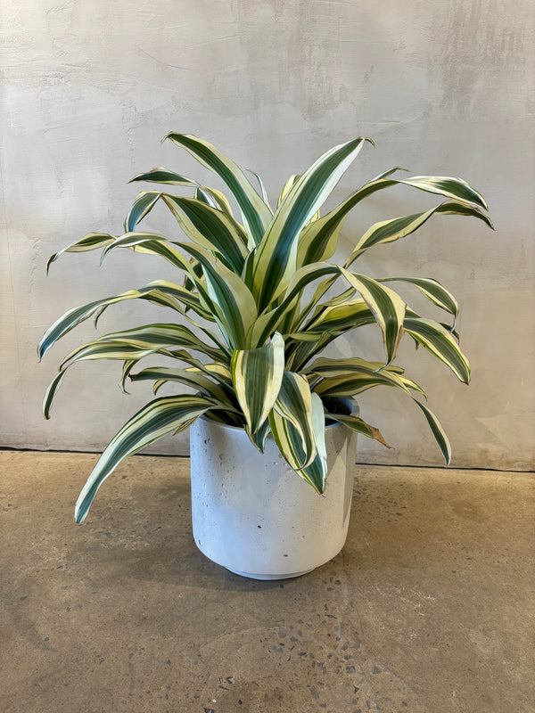 Dracaena White Aspen - Folia Design