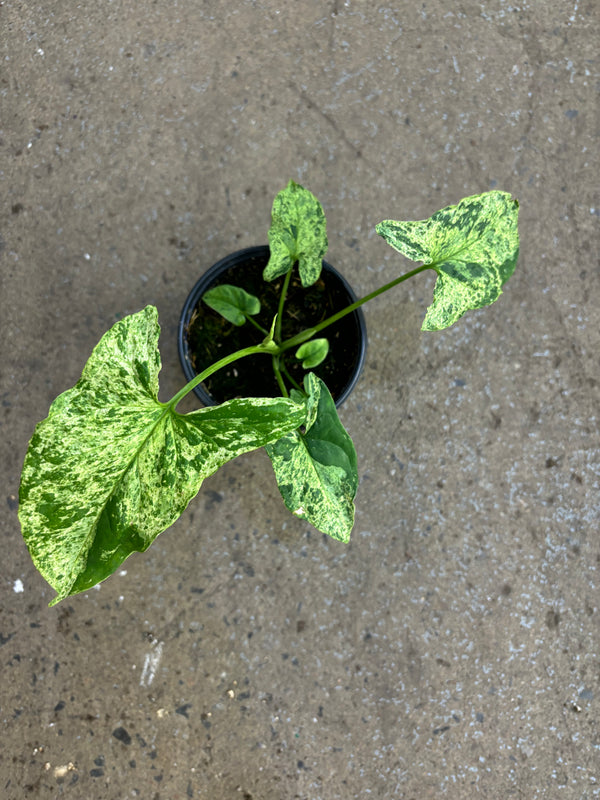 Syngonium Mojito - Folia Design