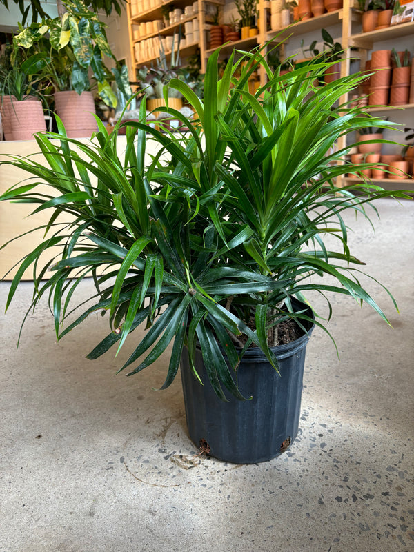 Dracaena Anita - Folia Design