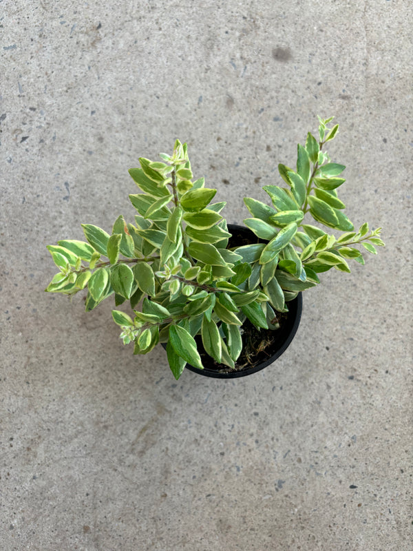Aeschynanthus Bolero - Folia Design