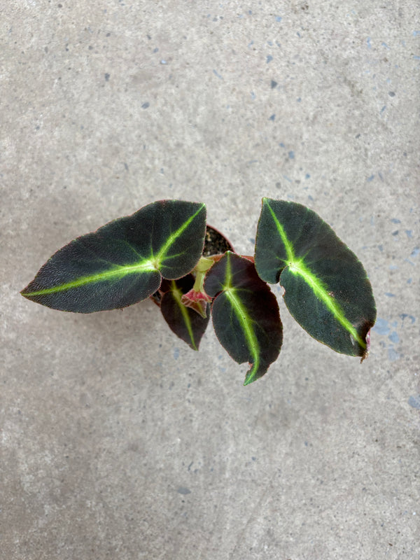 Begonia Listada - Folia Design