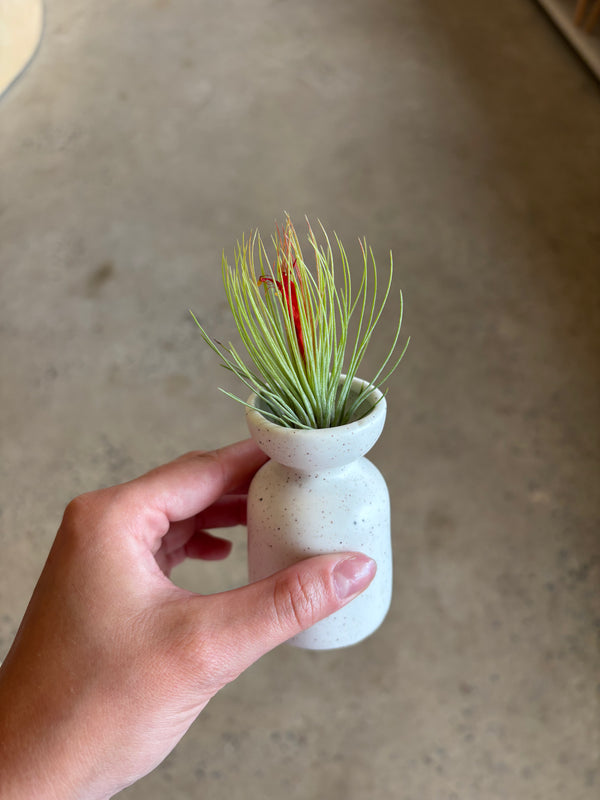 Tillandsia « Andreana » - Folia Design
