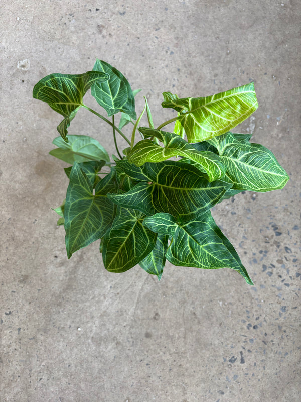 Syngonium « Batik » - Folia Design