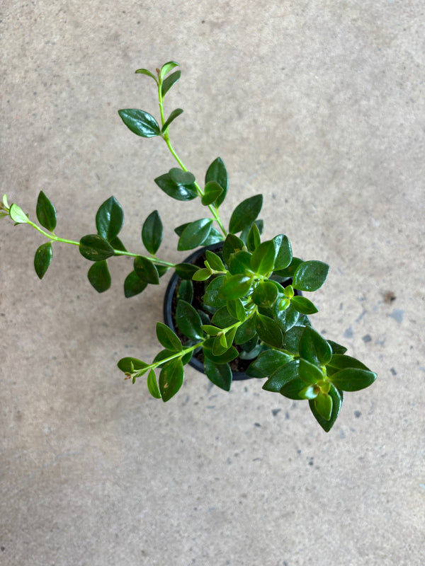 Nematanthus « Gregarius » - Folia Design