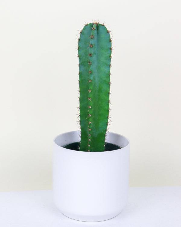 Cereus - Folia Design