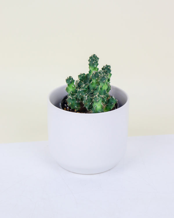 Cactus « Puna » - Folia Design
