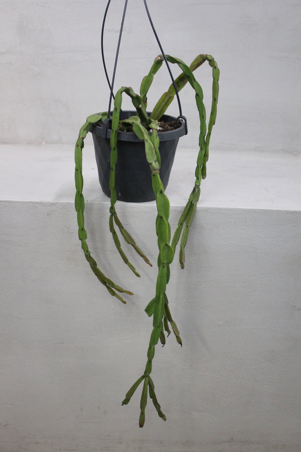 Rhipsalis Paradoxa - Folia Design