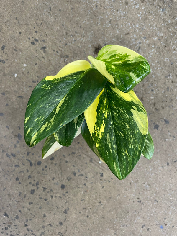 Monstera Standleyana - Folia Design