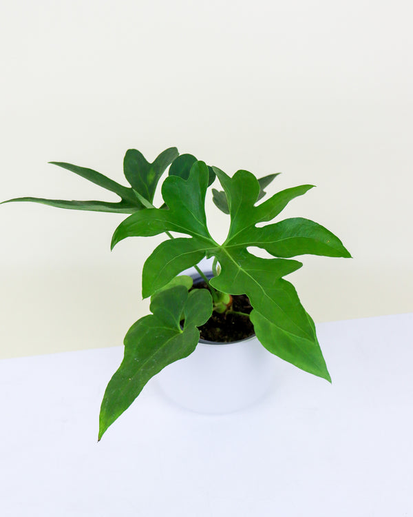 Anthurium « Pedatoradiatum» - Folia Design