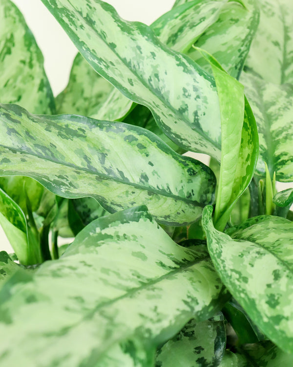 Aglaonema « Indoo Princess » - Folia Design
