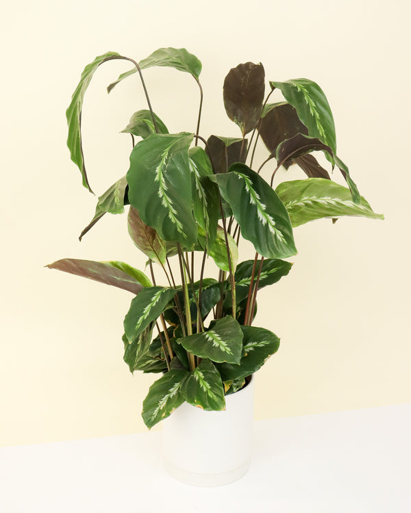 Calathea « Mauiqueen » - Folia Design