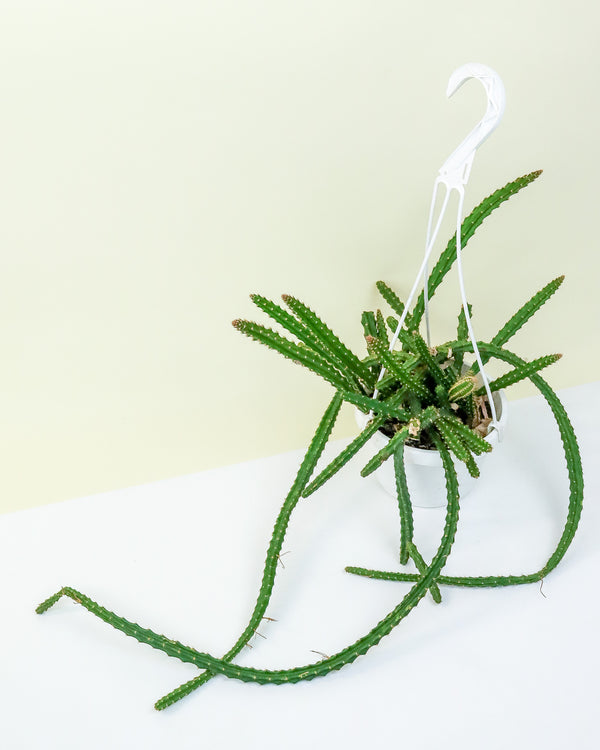 Aporocactus - Folia Design