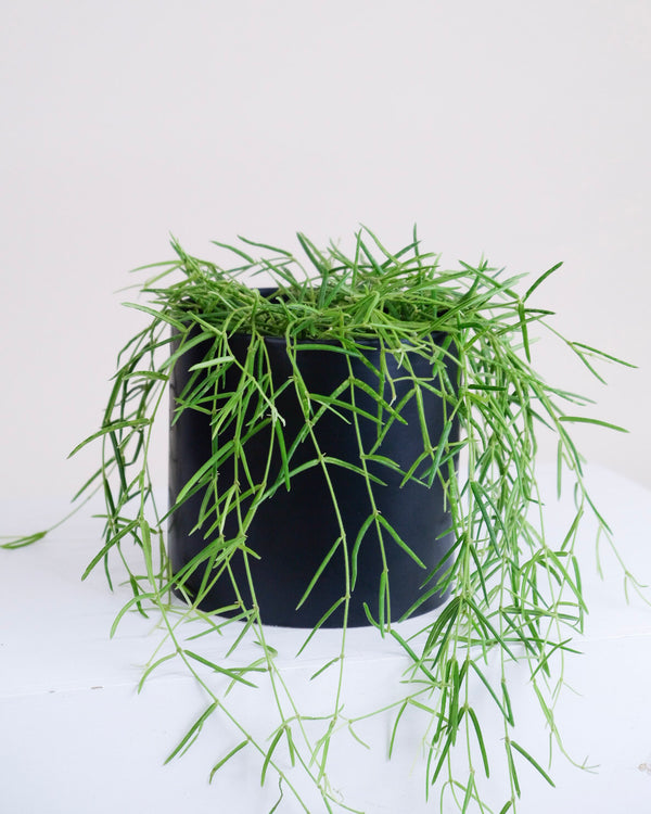 Hoya linearis - Folia Design