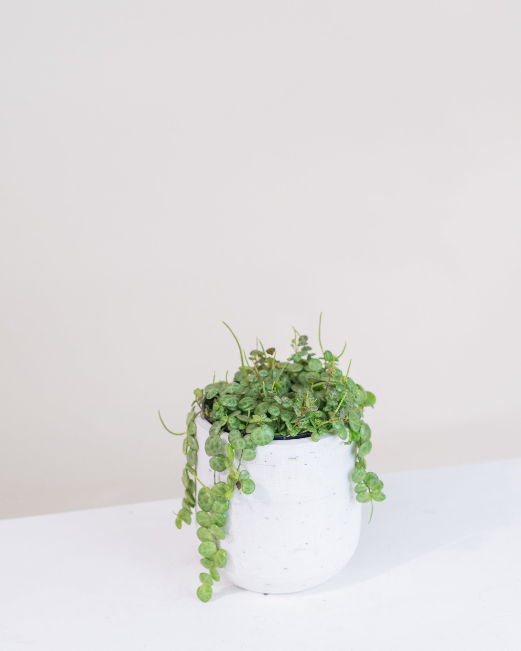 Nouveautés - Folia Design