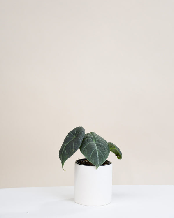 Alocasia maharani - Folia Design