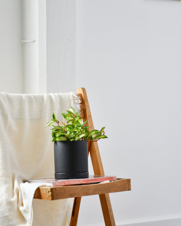 Hoya carnosa « Krimson Princess » - Folia Design