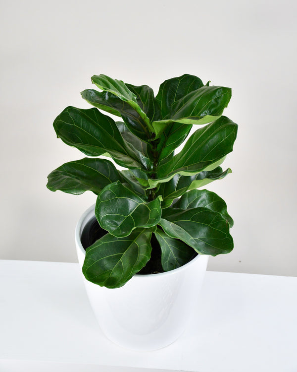 Nouveautés - Folia Design