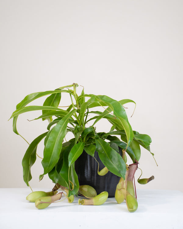 Nepenthes alata - Folia Design