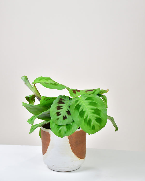 Maranta leuconeura kerchoveana « Vert » - Folia Design